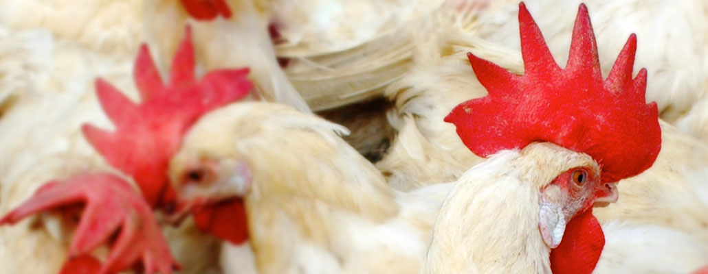 Interra International es un líder global como distribuidor de alimentos ...