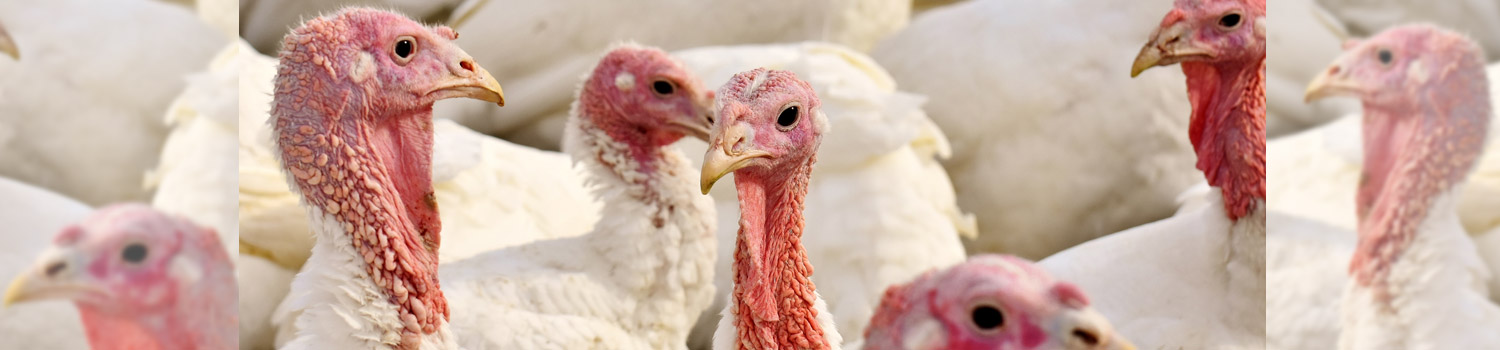 Interra International - Wholesale Poultry Products