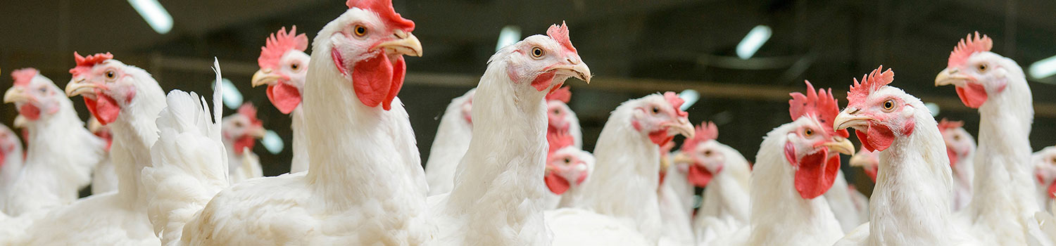 Interra International | Global leader food products trade